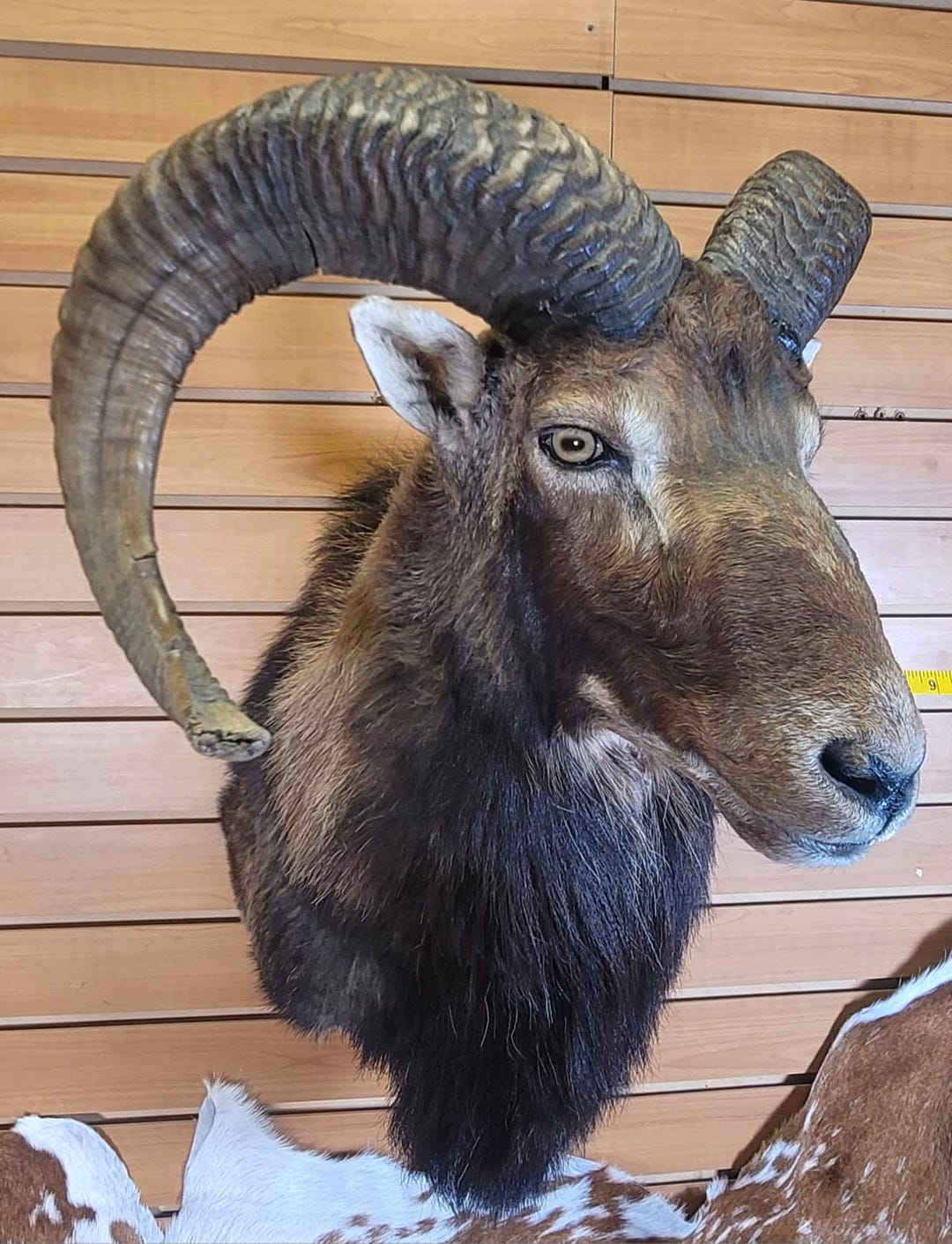 FHRAM300 - Mouflon Head – Taxidermy Mount - Etsy
