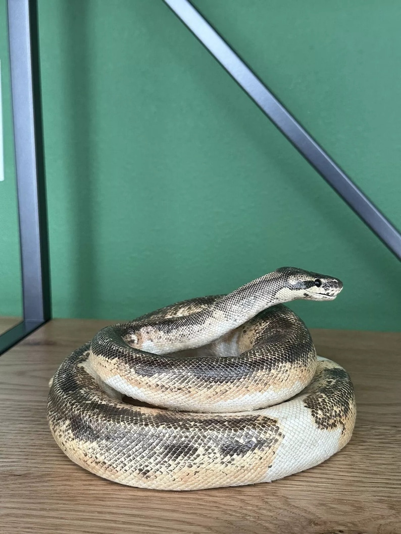 Real Python Taxidermy Mount - Etsy