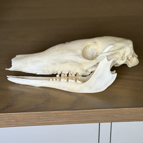 Rare Taxidermy Skull - Etsy