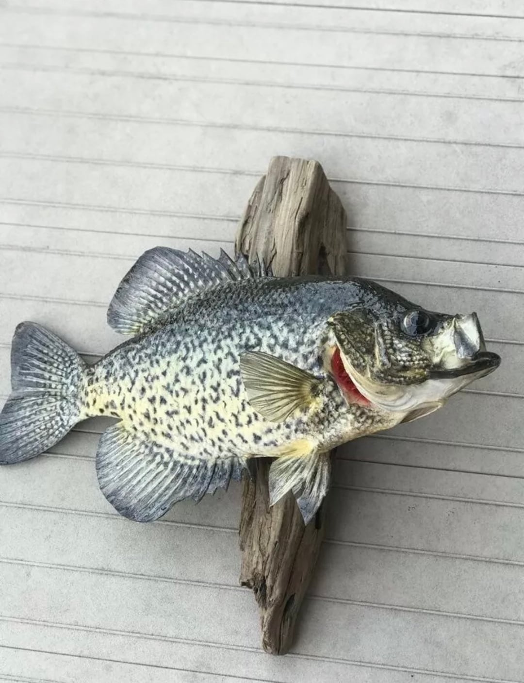 Beautiful Crappie Fish Taxidermy Wall Mount Wildlife Real Skin - Etsy