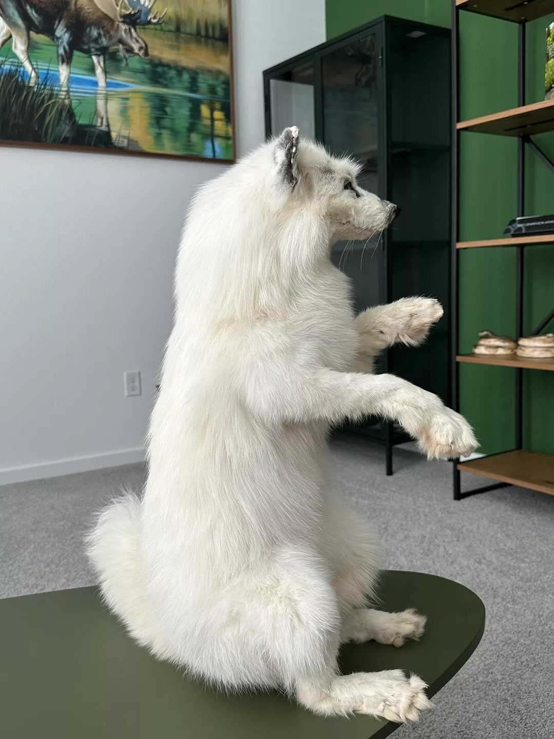 Real White FOX Mount Taxidermy Brand New - Etsy