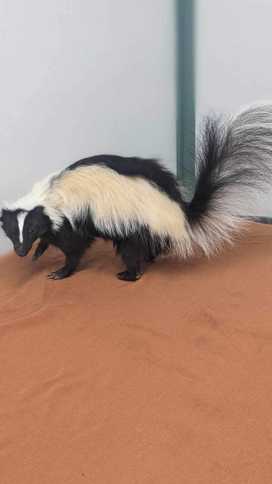 Large Prime Skunk Taxidermy Mount - Etsy