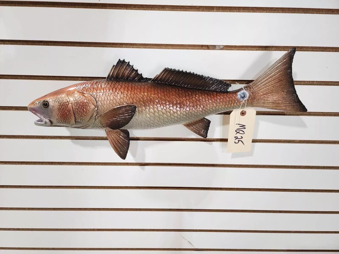 Beautiful Reproduction Redfish Taxidermy Wall Mount Art Wildlife - Etsy
