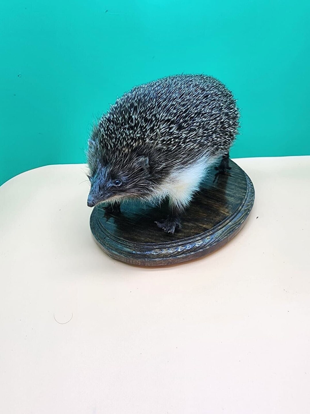 Large Hedgehog Taxidermy Mount - Etsy