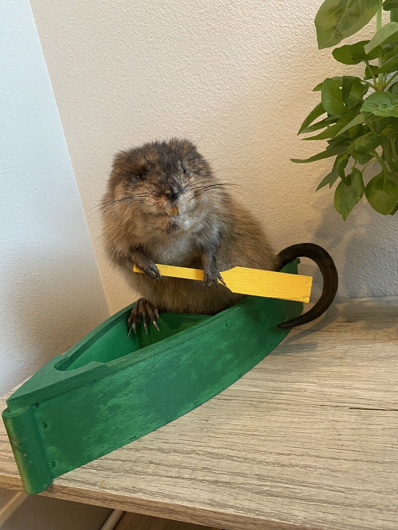 Muskrat in Canoe Taxidermy Mount for Sale - Etsy