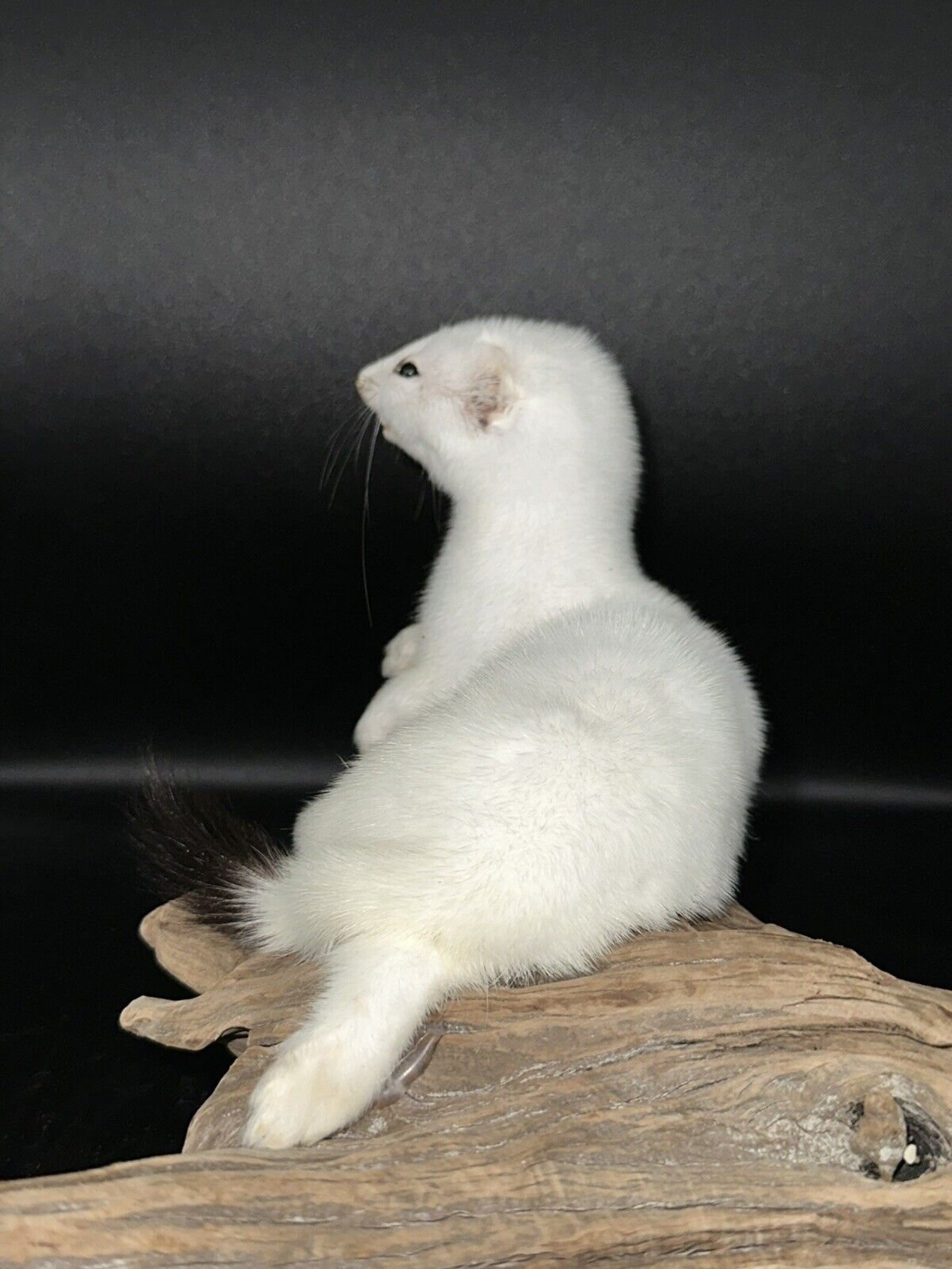 Beautiful Adorable Weasel Ermine Small Animal Taxidermy Mount Art ...