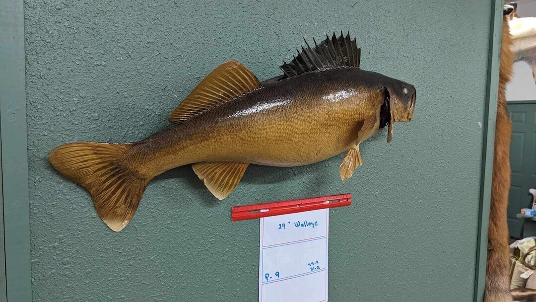 Beautiful Real Skin 29 Large Walleye Taxidermy Wall Mount Art Wildlife ...