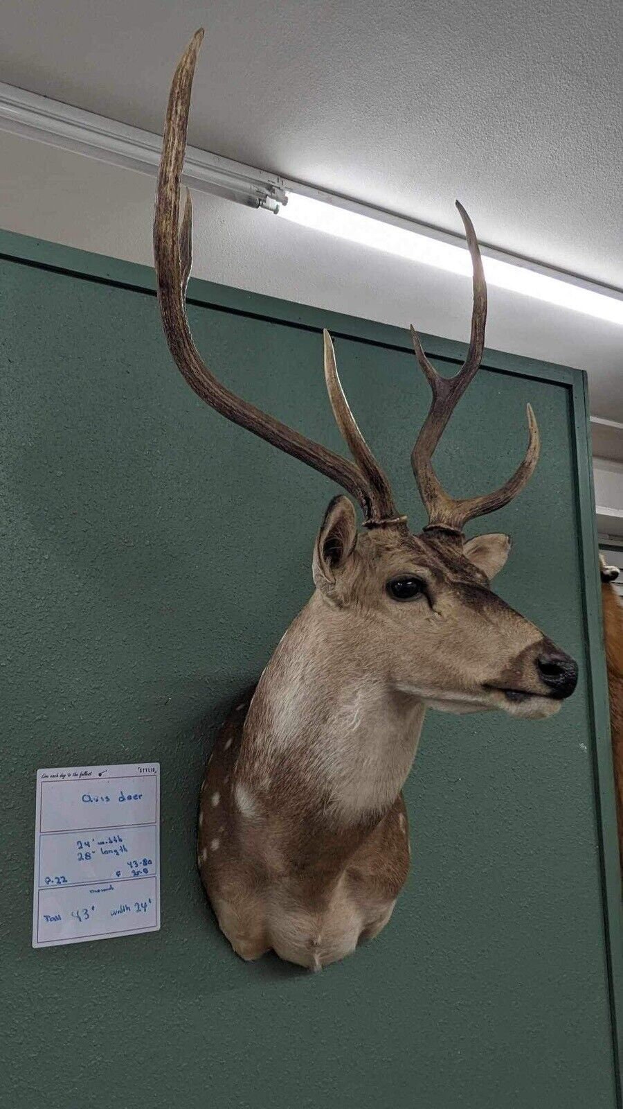 Axis Deer Real Antler Deer Taxidermy Mount - Etsy