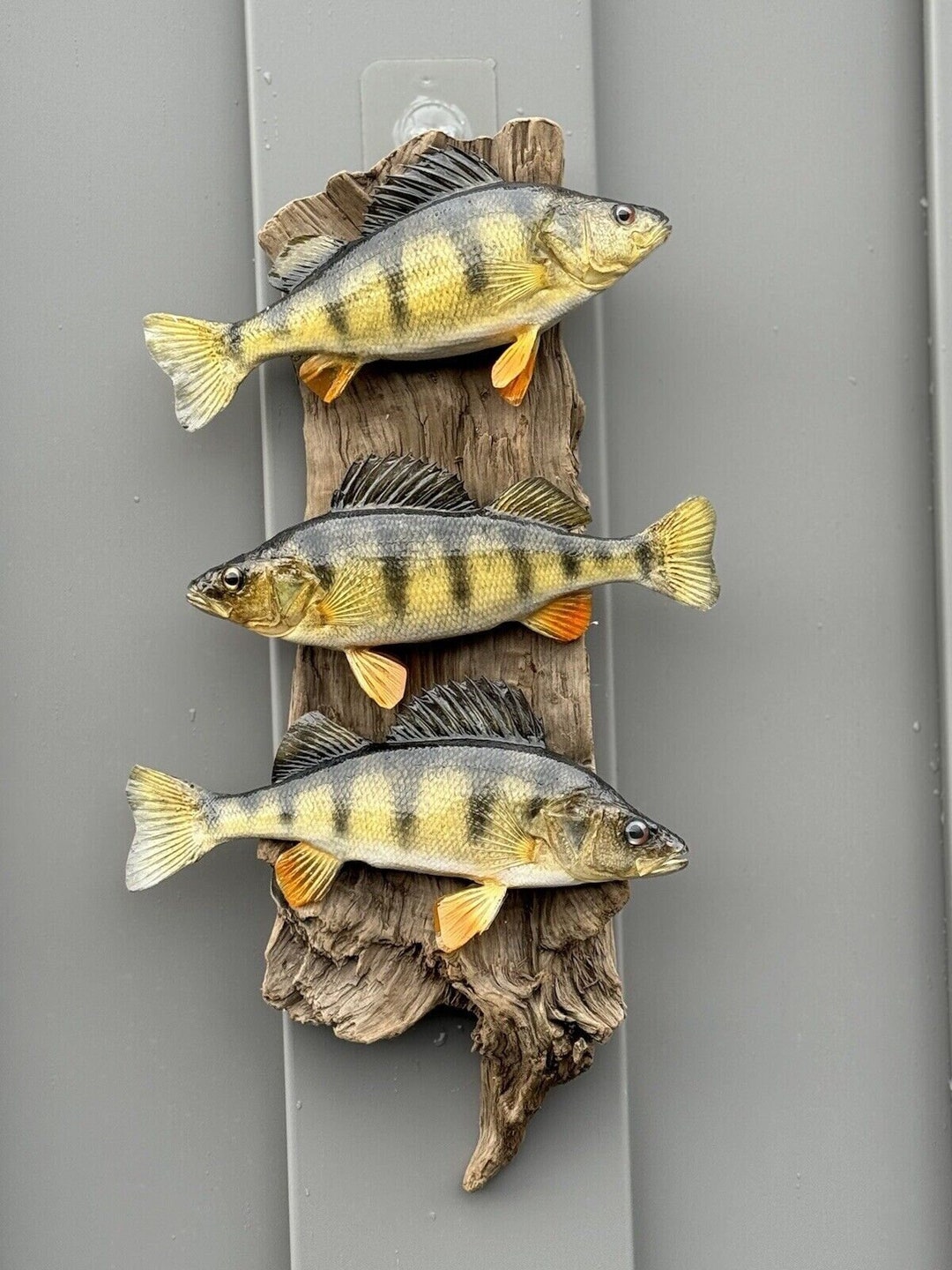 Beautiful Perch Fish Taxidermy Wall Mount Art Wildlife - Etsy