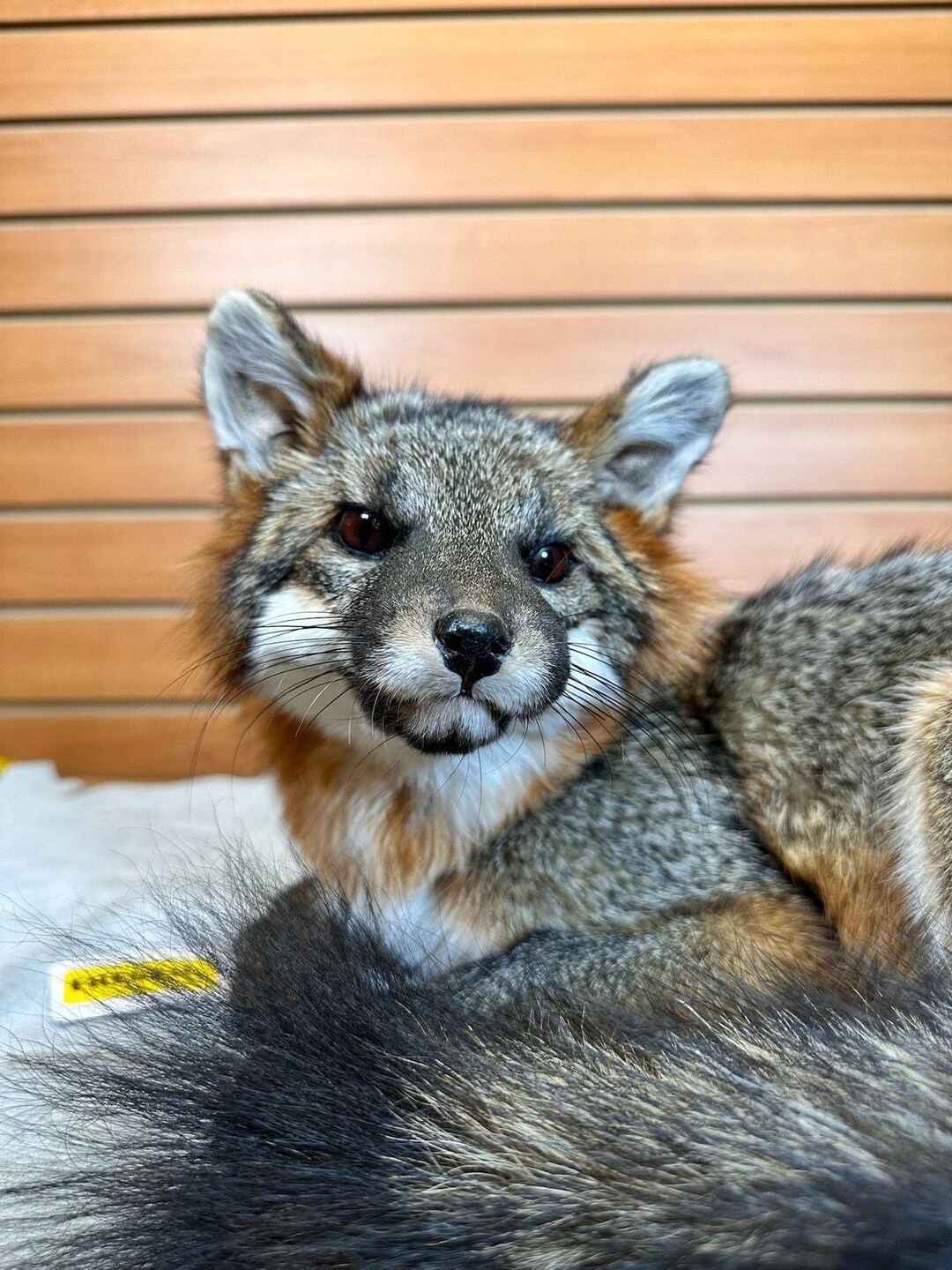 Fh235-grey Fox Taxidermy Full Body Mount Prime Fur - Etsy