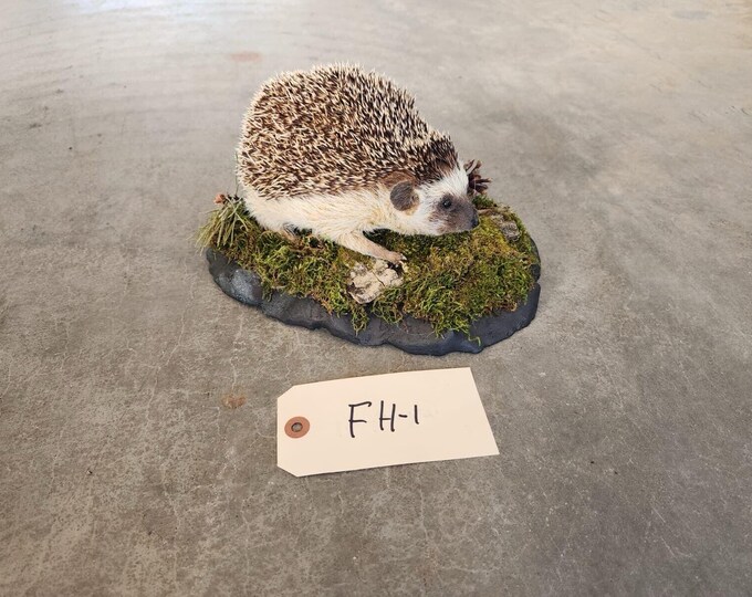 Large Hedgehog Taxidermy Mount FH1 - Etsy