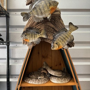 Real Skin Beautiful Sunfish Fish Taxidermy Wall Mount - Etsy