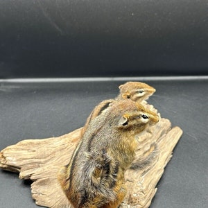 Beautiful Adorable Chipmunk Small Animal Taxidermy Mount Art Wildlife ...