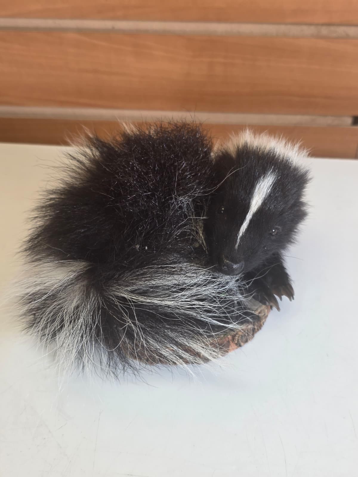 FHCK149 - Baby Skunk Taxidermy Mount - Etsy