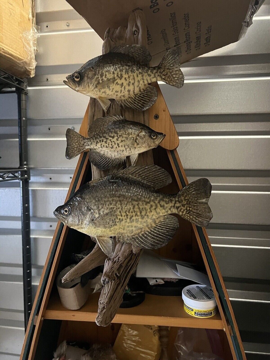 Beautiful Sunfish Crappie Perch Fish Taxidermy Wall Mount Art - Etsy