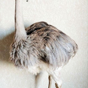 Museum Quality Ostrich Taxidermy Mount - Etsy