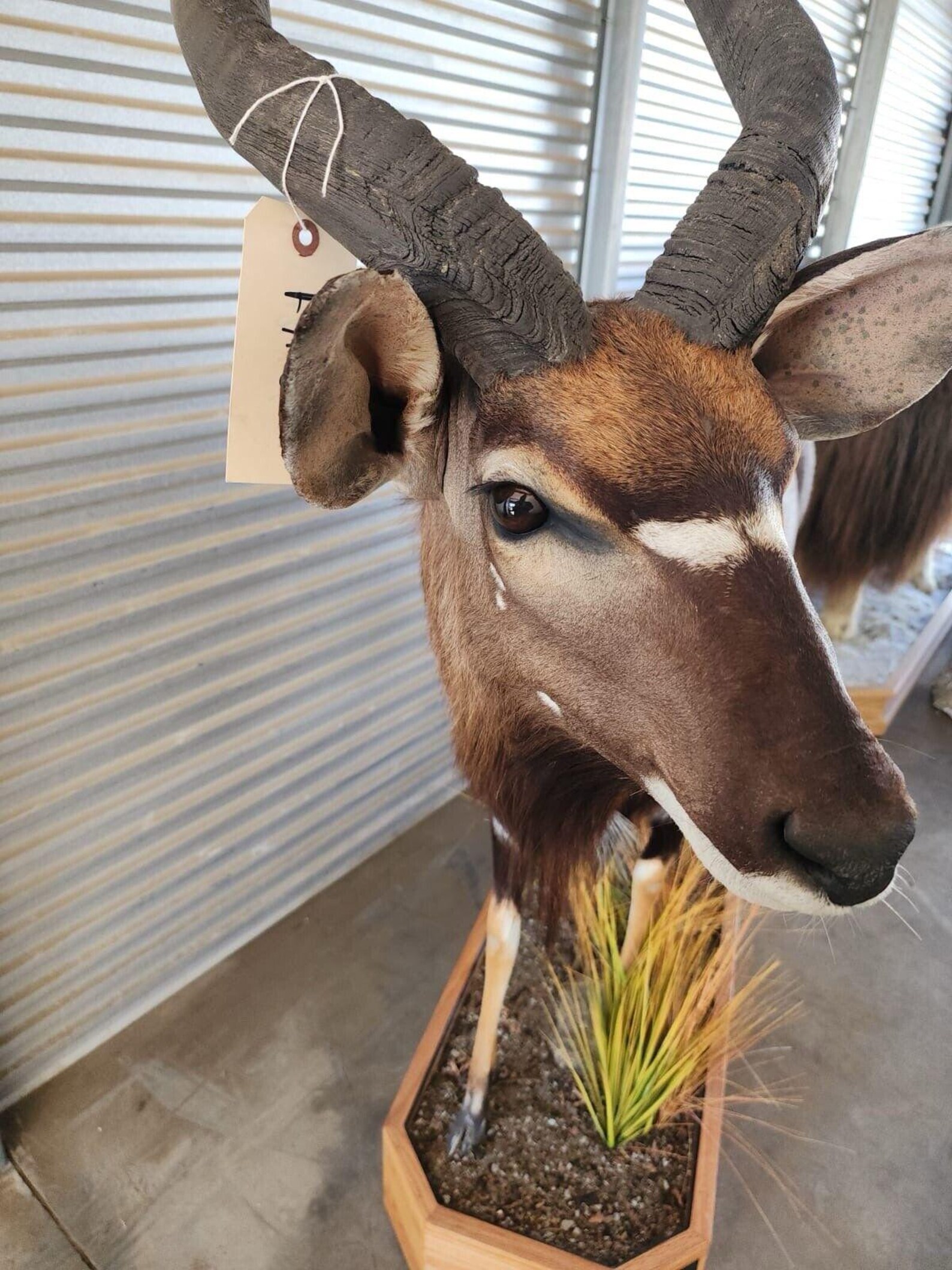 Nyala Full Size Taxidermy Mount African Nyala Full Body Taxidermy Mount ...