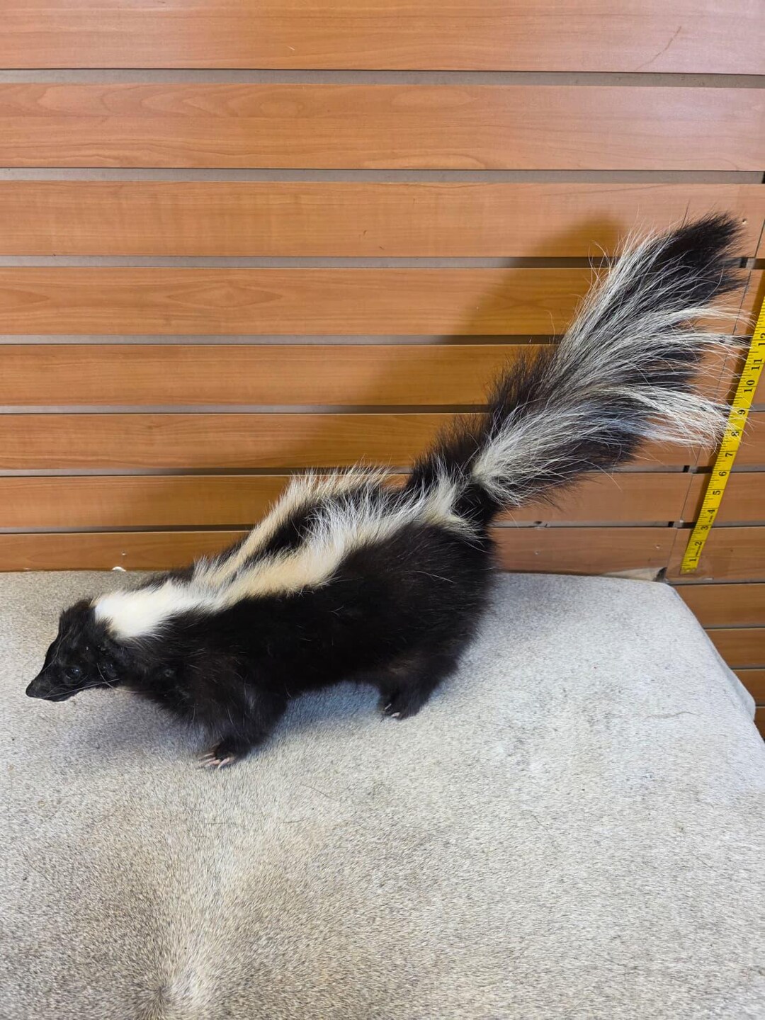 KMSK33 - Full-body Skunk Taxidermy Mount - Etsy