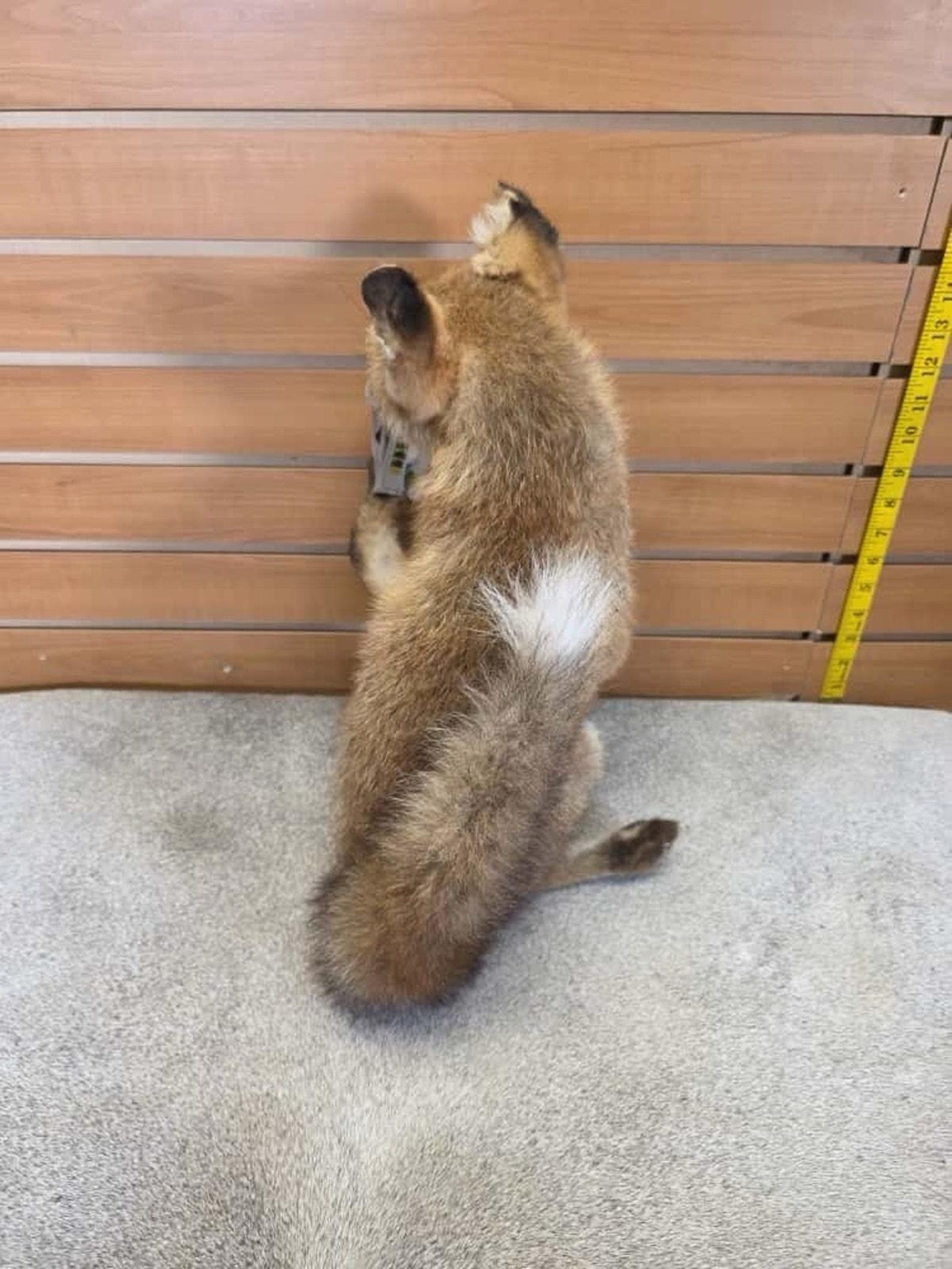 JTV233 - Baby Fox Taxidermy Mount - Etsy