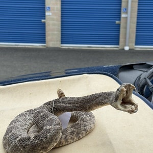 Large Real Rattle Snake Taxidermy Mount - Etsy