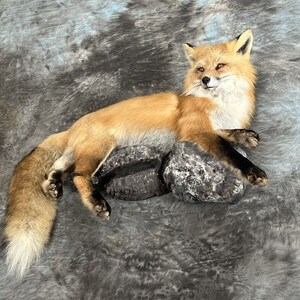 Red Fox Taxidermy Wall Mount Custom Wildlife Fur Hunting Decor Full ...