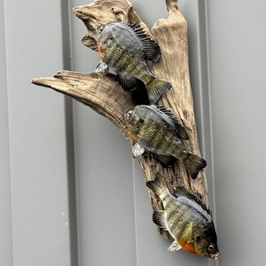 Real Skin Beautiful Sunfish Fish Taxidermy Wall Mount - Etsy