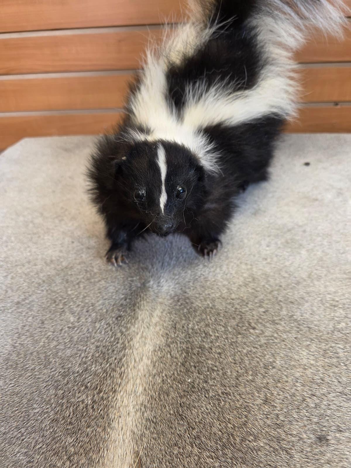 KMSK28 - Full-body Skunk Taxidermy Mount - Etsy
