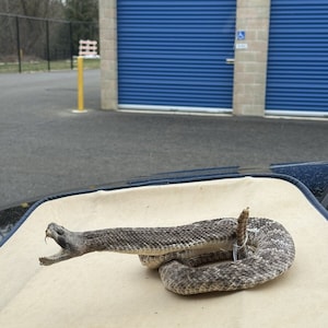 Large Real Rattle Snake Taxidermy Mount - Etsy