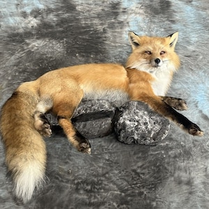 Red Fox Taxidermy Wall Mount Custom Wildlife Fur Hunting Decor Full ...