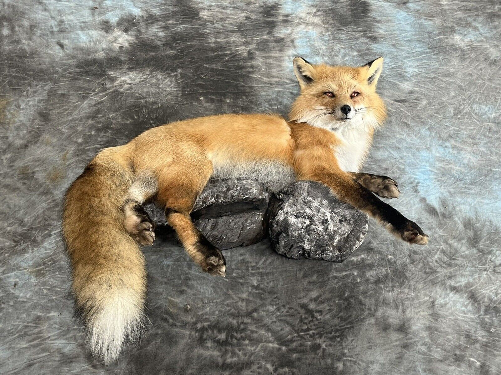 Red Fox Taxidermy Wall Mount Custom Wildlife Fur Hunting Decor Full ...