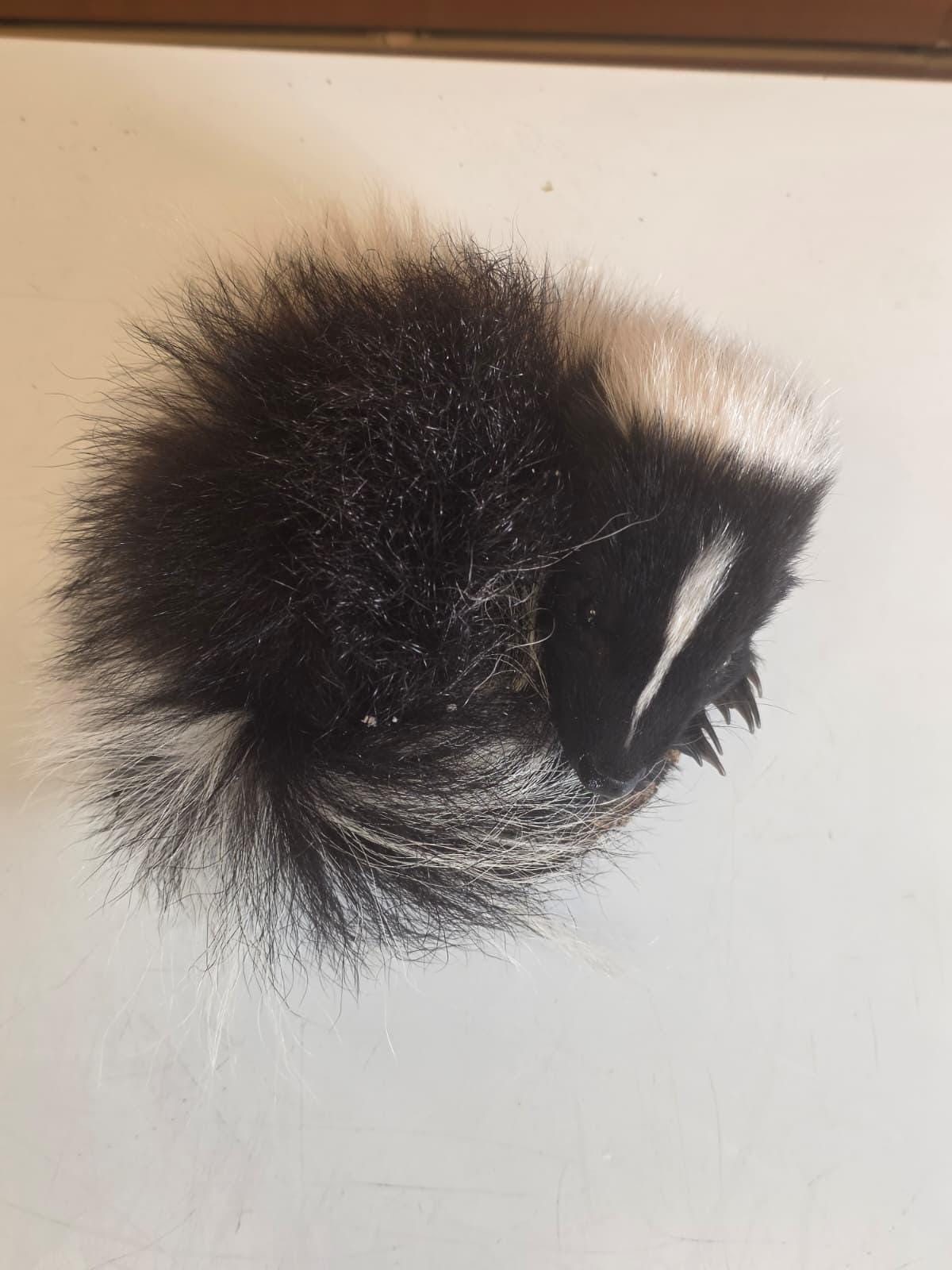 FHCK149 - Baby Skunk Taxidermy Mount - Etsy