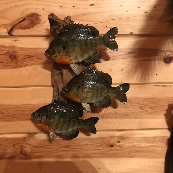 Bluegill Sunfish - Etsy