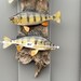 Beautiful Perch Fish Taxidermy Wall Mount Art Wildlife - Etsy