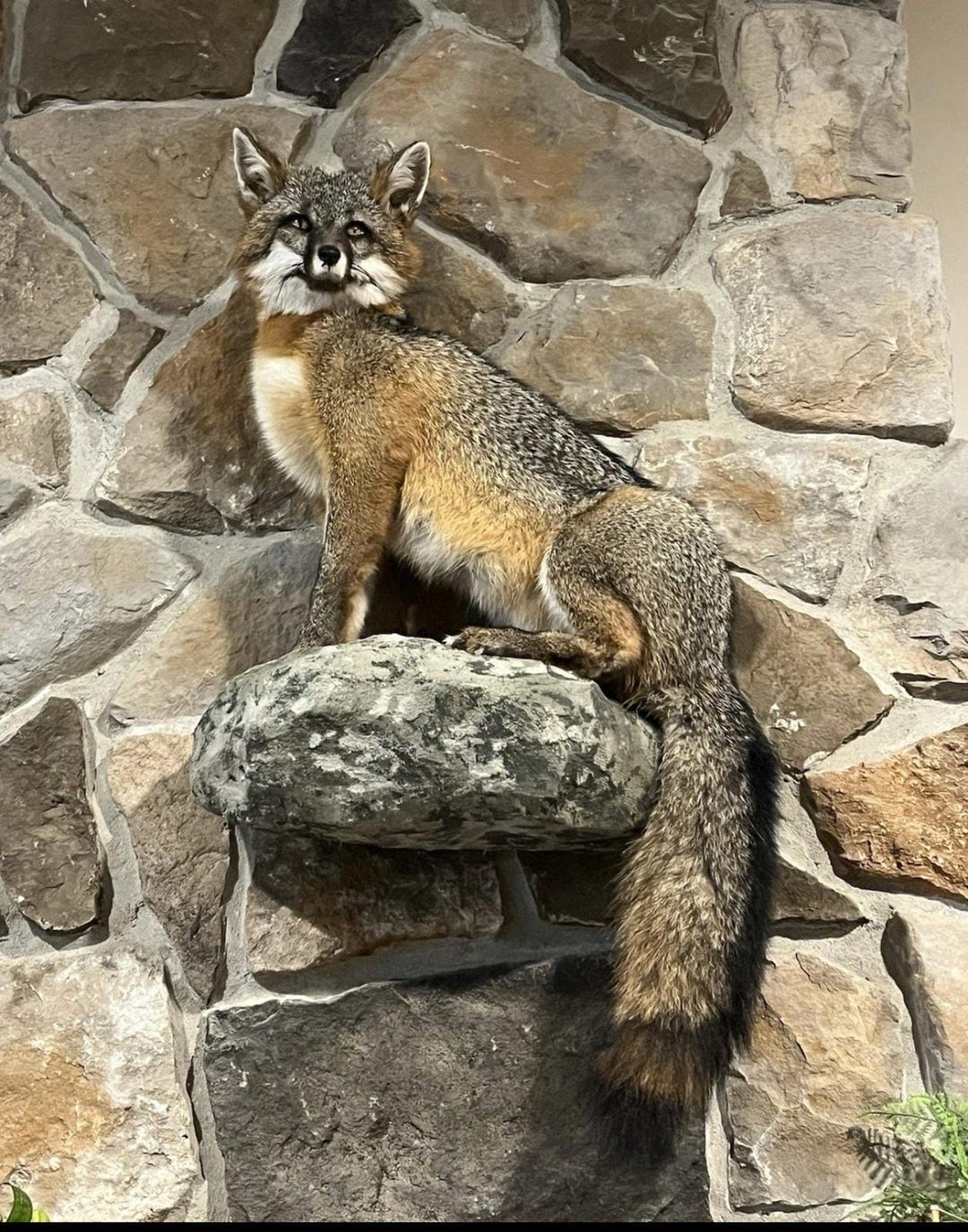 Fhwa0824-grey Fox Taxidermy Full Body Mount Cabin Camp Man Cave - Etsy