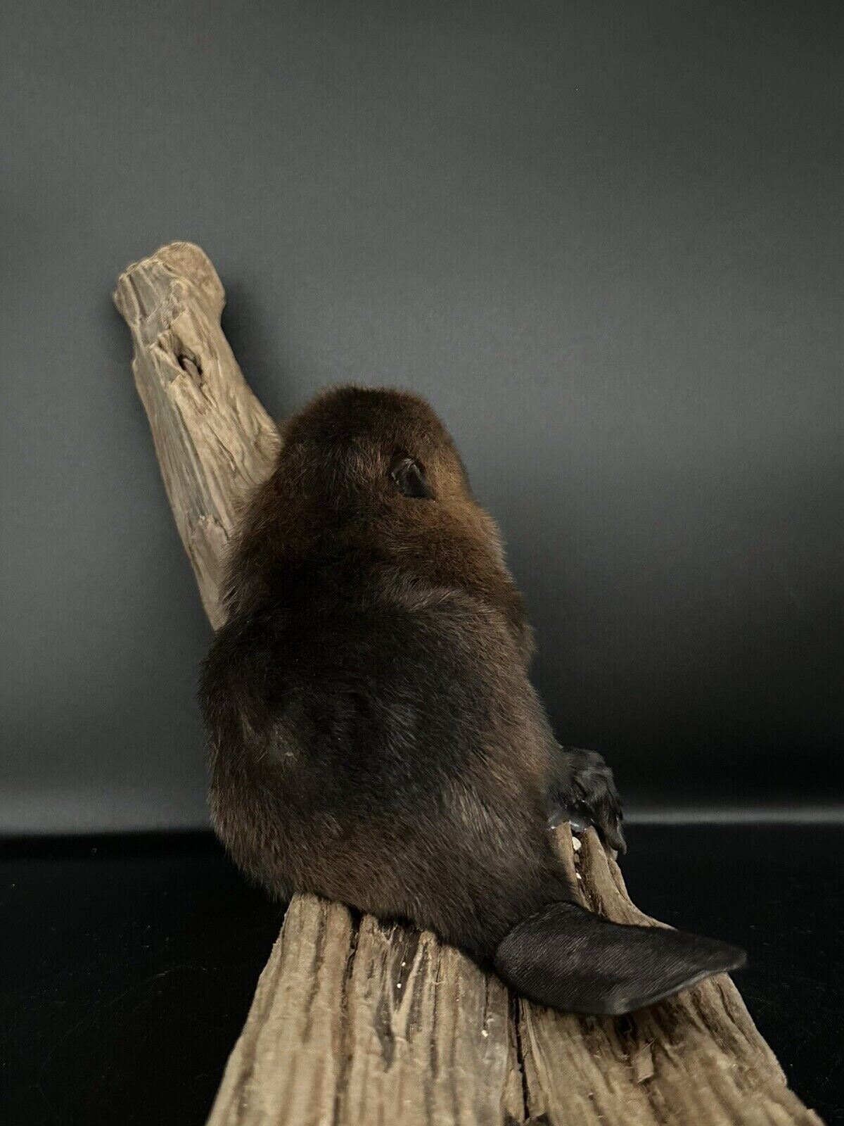 Beautiful Adorable Baby Beaver Kit Taxidermy Mount Art Wildlife 20B - Etsy
