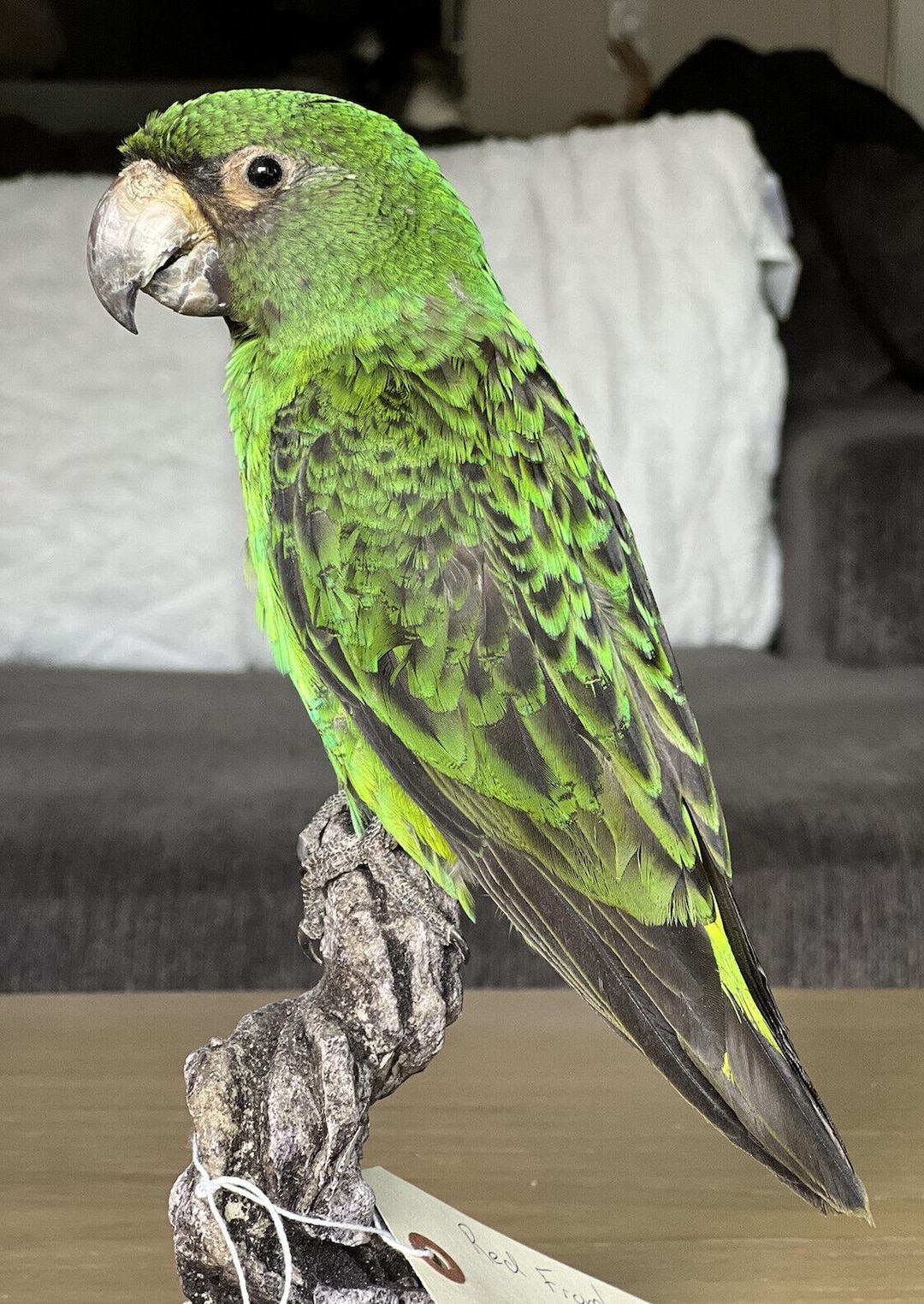 Red Fronted Parrot Taxidermy Mount Beautiful Colors - Etsy