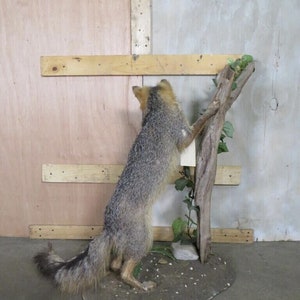 Grey Fox Taxidermy Full Body Mount Cabin Camp Man Cave Home Decor Gray ...