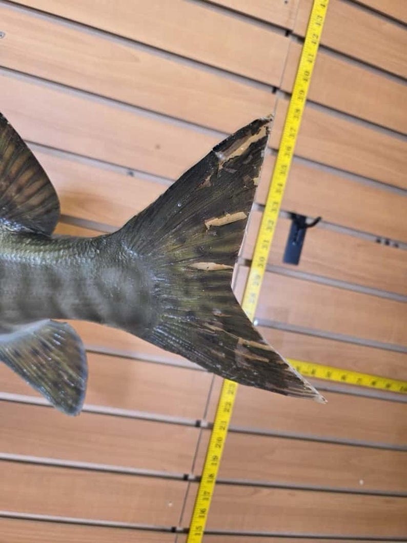 JTV229 - Real Skin Bass Fish Taxidermy Mount 20” - Etsy