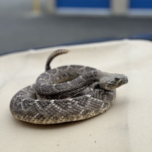 Large Real Rattle Snake Taxidermy Mount - Etsy