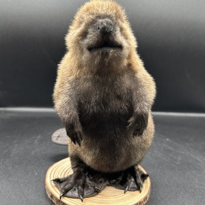 Beautiful Adorable Baby Beaver Kit Taxidermy Mount Art Wildlife 11B - Etsy