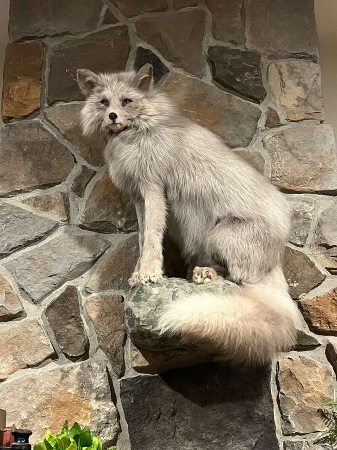 FHWL7 - White Cross Fox Taxidermy Mount - Etsy