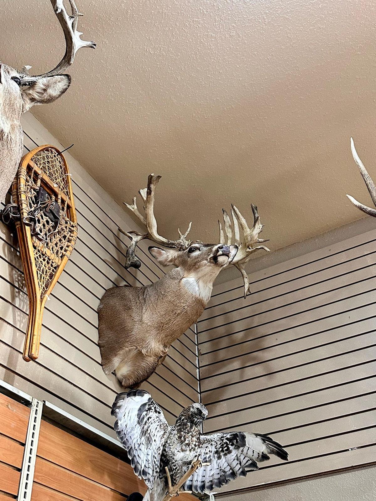 FH195- Four Whitetail Taxidermy Mounts - Etsy