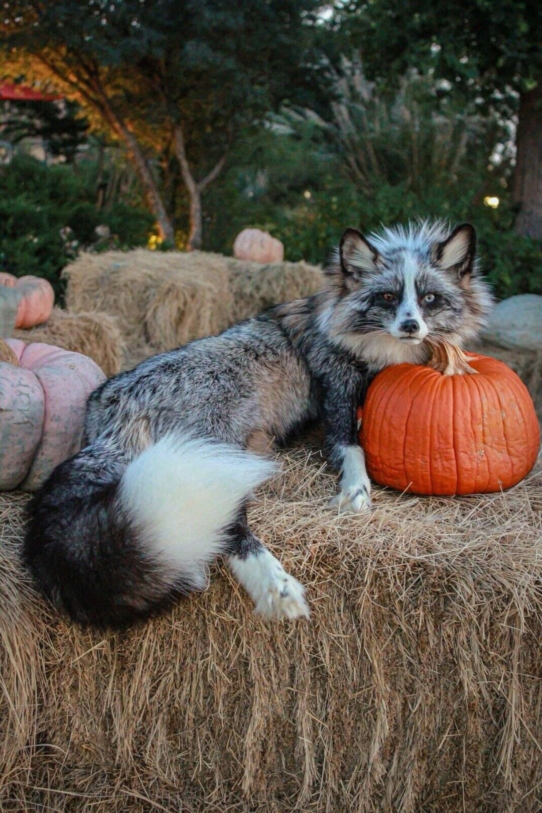 Stunning Real Calcio FOX Mount Taxidermy Brand New - Etsy