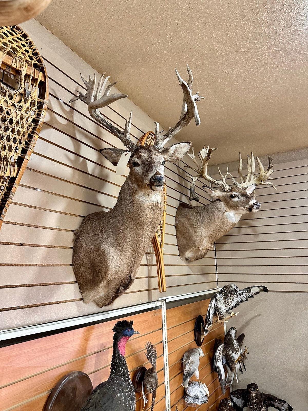 FH195- Four Whitetail Taxidermy Mounts - Etsy