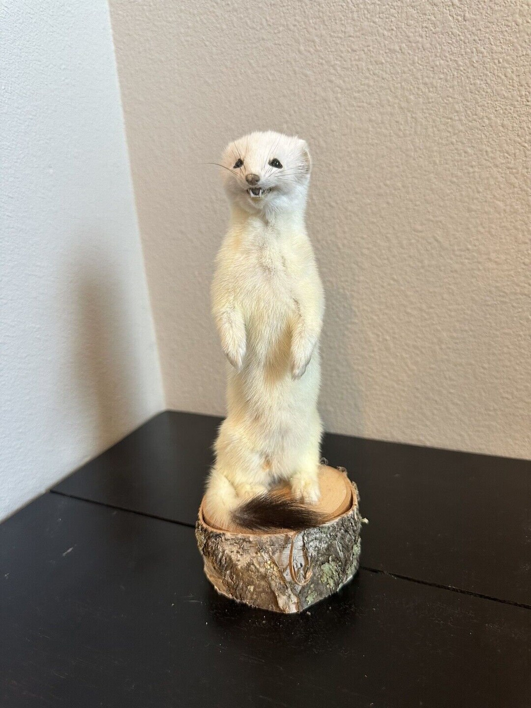 Beautiful Adorable Weasel Ermine Small Animal Taxidermy Mount - Etsy
