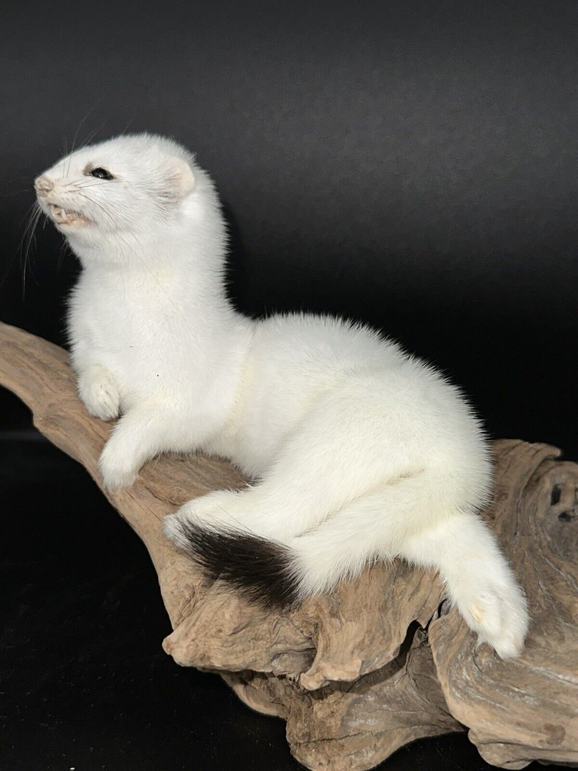Beautiful Adorable Weasel Ermine Small Animal Taxidermy Mount Art ...
