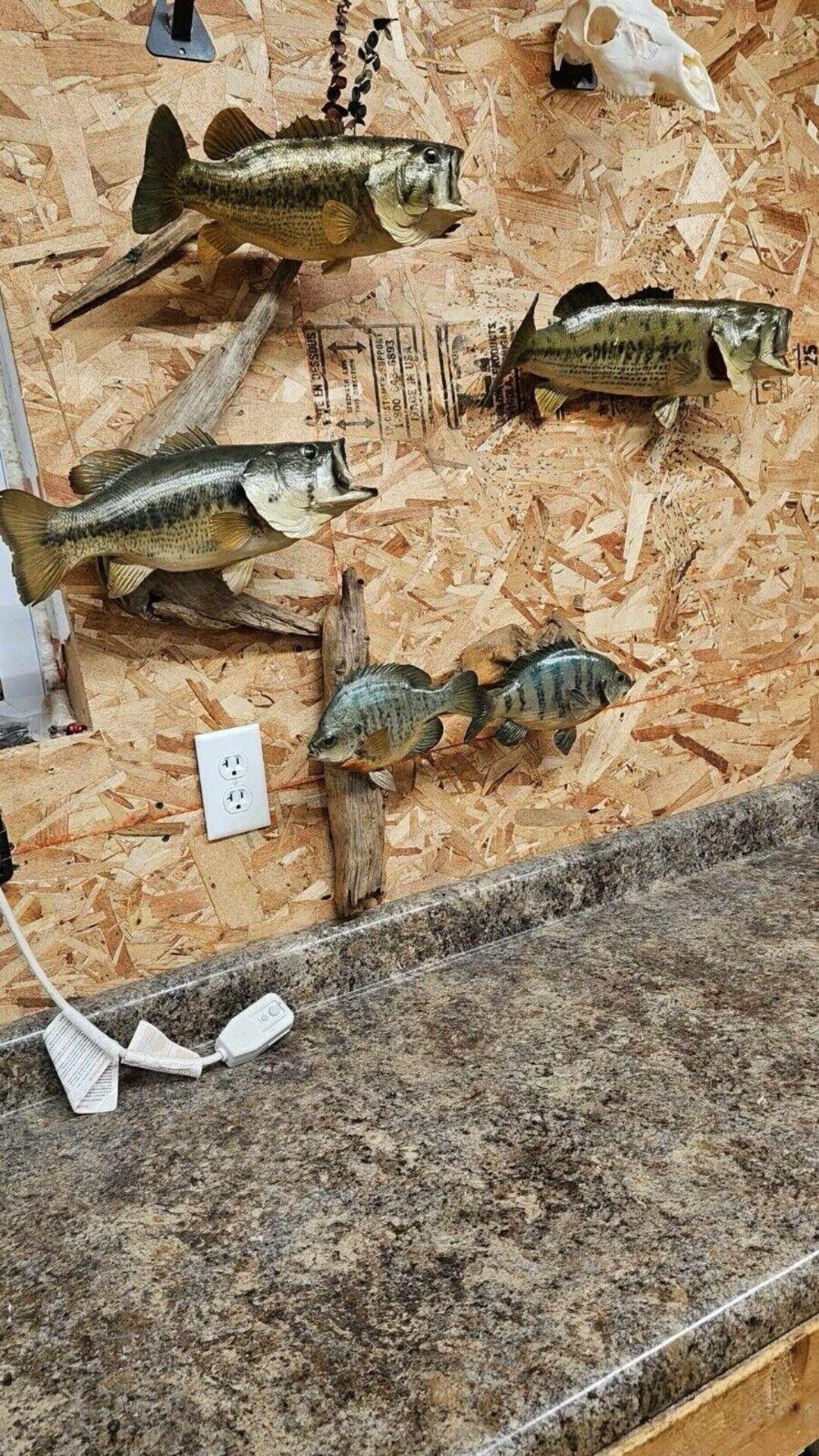 The 3 Bass. 2 Bluegill Fish Taxidermy Mount - Etsy