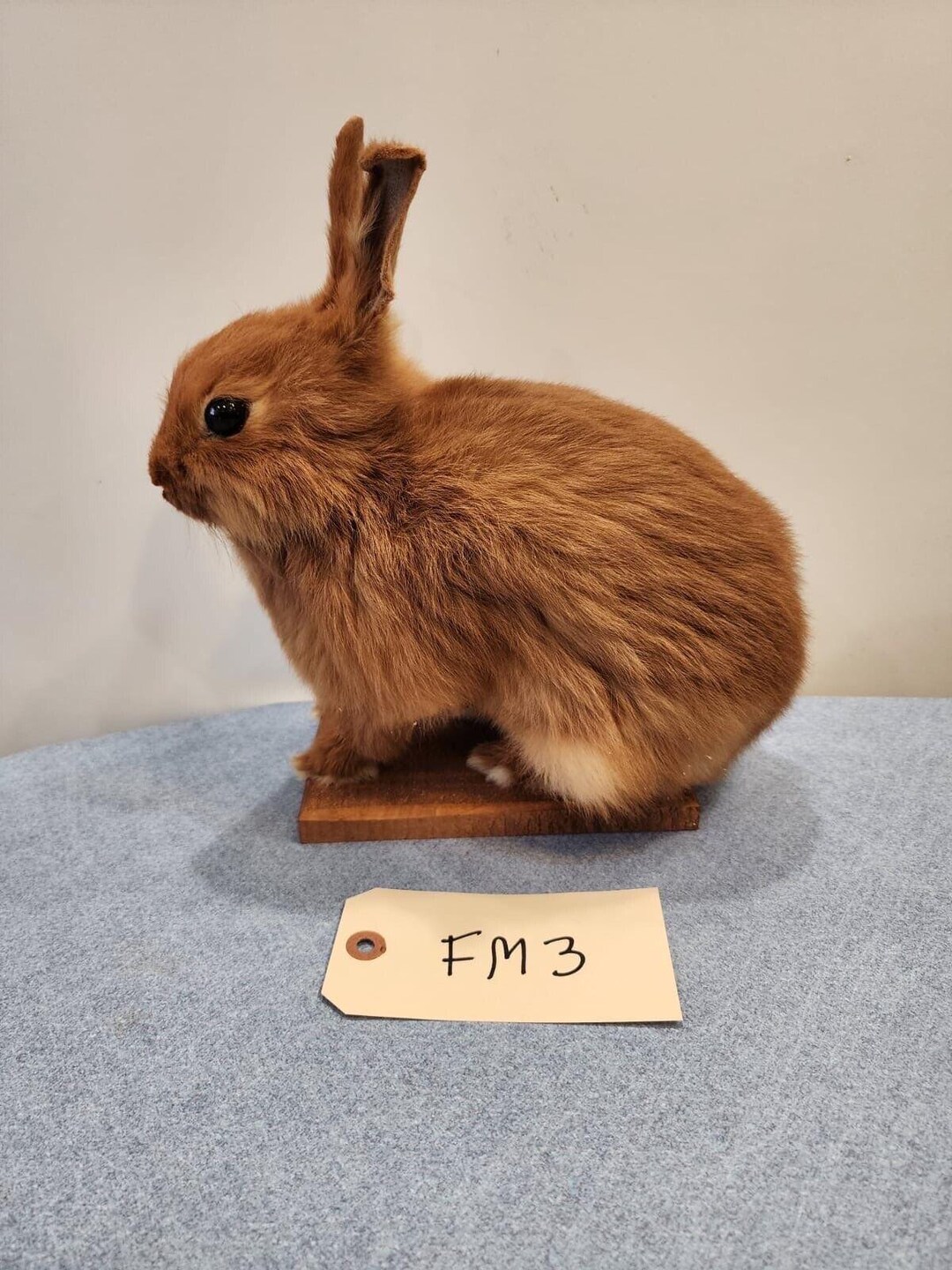 Taxidermy, CUTE, SOFT, Bunny Rabbit, Easter Bunny Log Cabin Lodge - Etsy