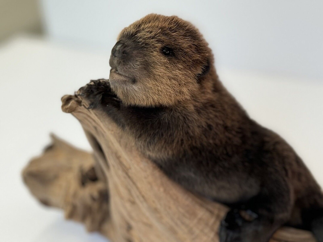 Beautiful Adorable Baby Beaver Kit Taxidermy Mount Art Wildlife #4 - Etsy