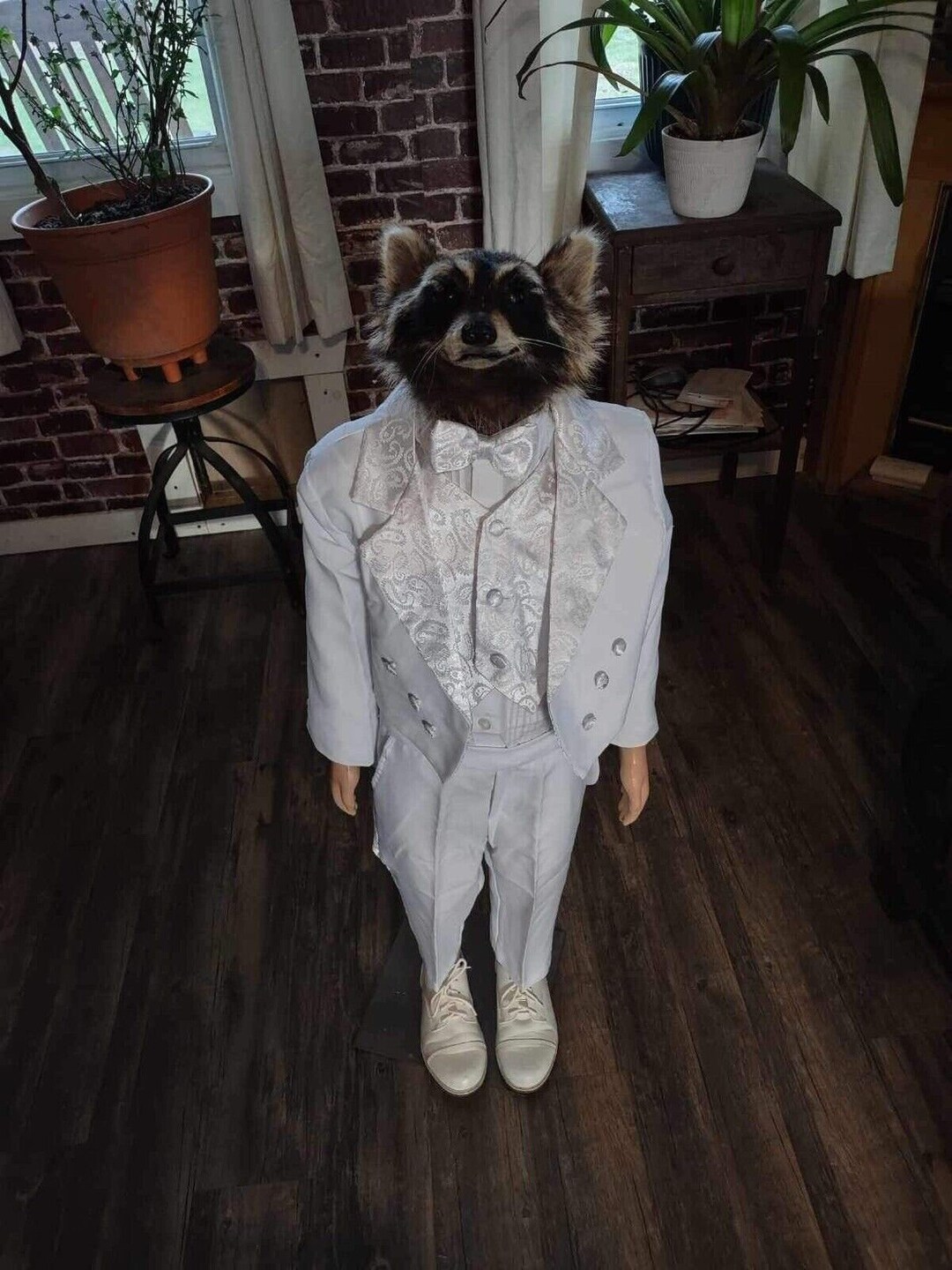 Raccoon Taxidermy Mount george Cooney 41 Tall - Etsy
